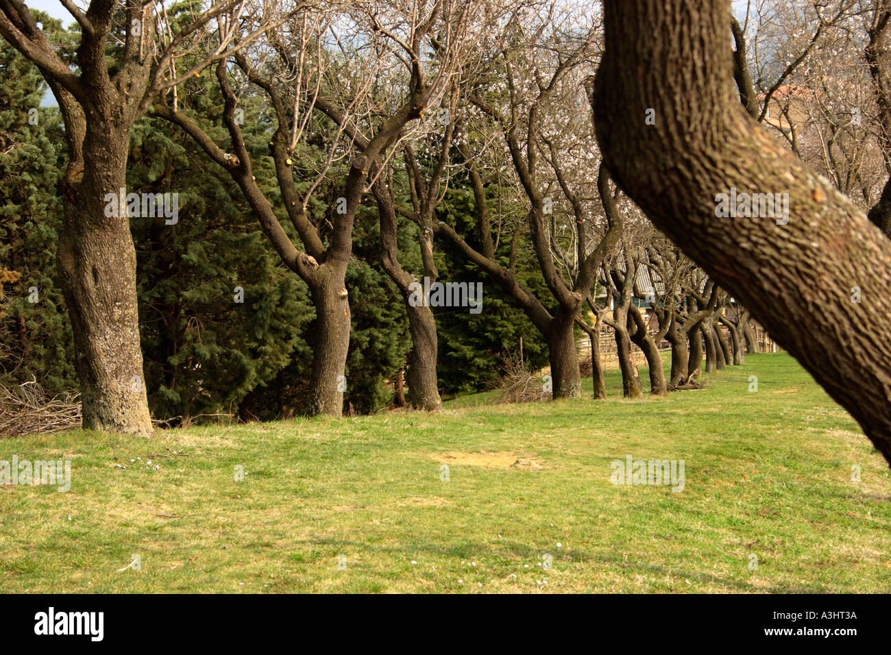 close up tree Stock Photo - Alamy