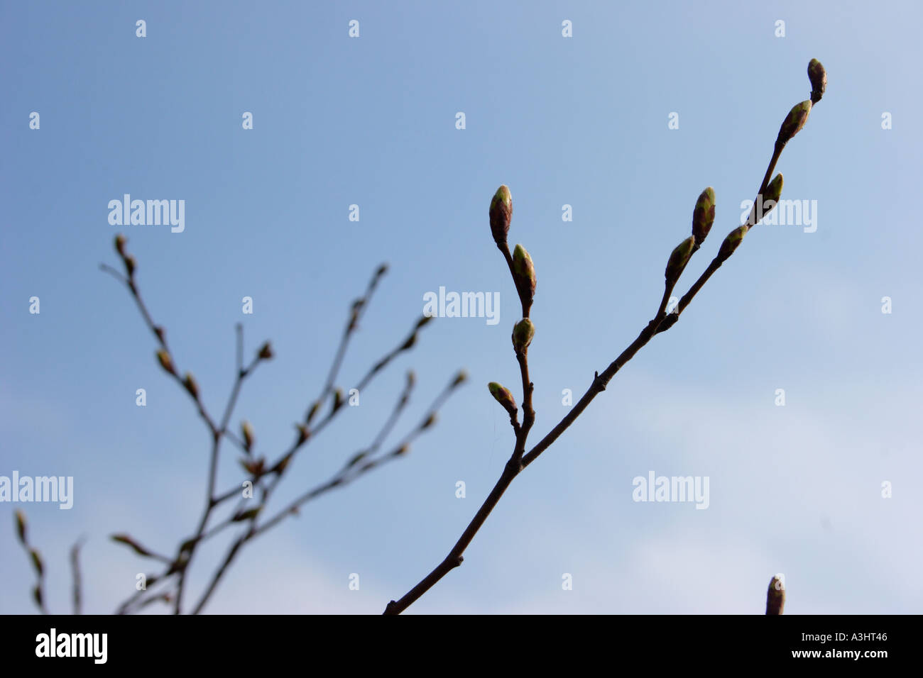 close up twig Stock Photo - Alamy