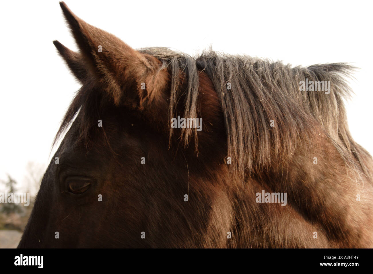 Close up head horse hi-res stock photography and images - Alamy