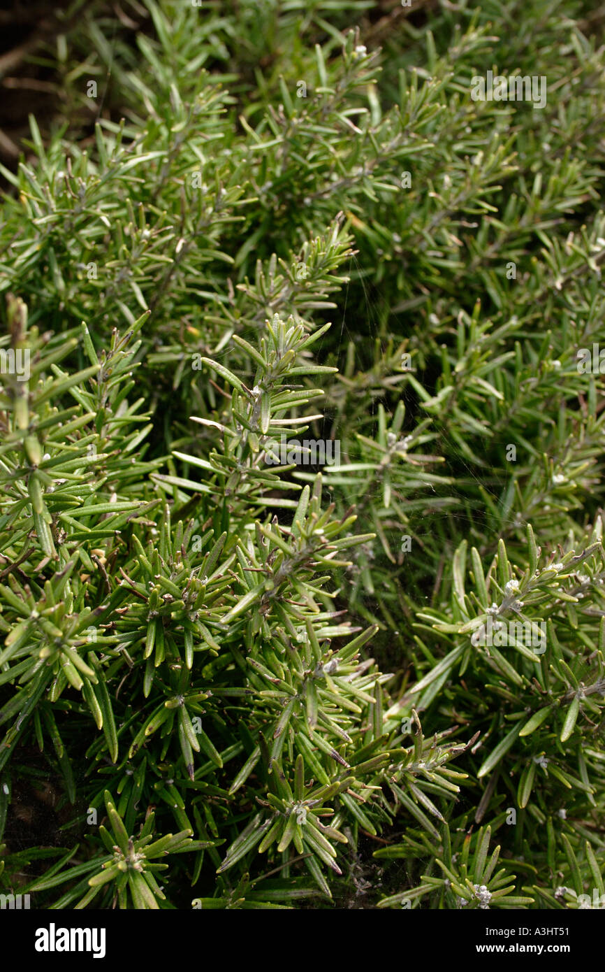 close up rosemary plant Stock Photo - Alamy
