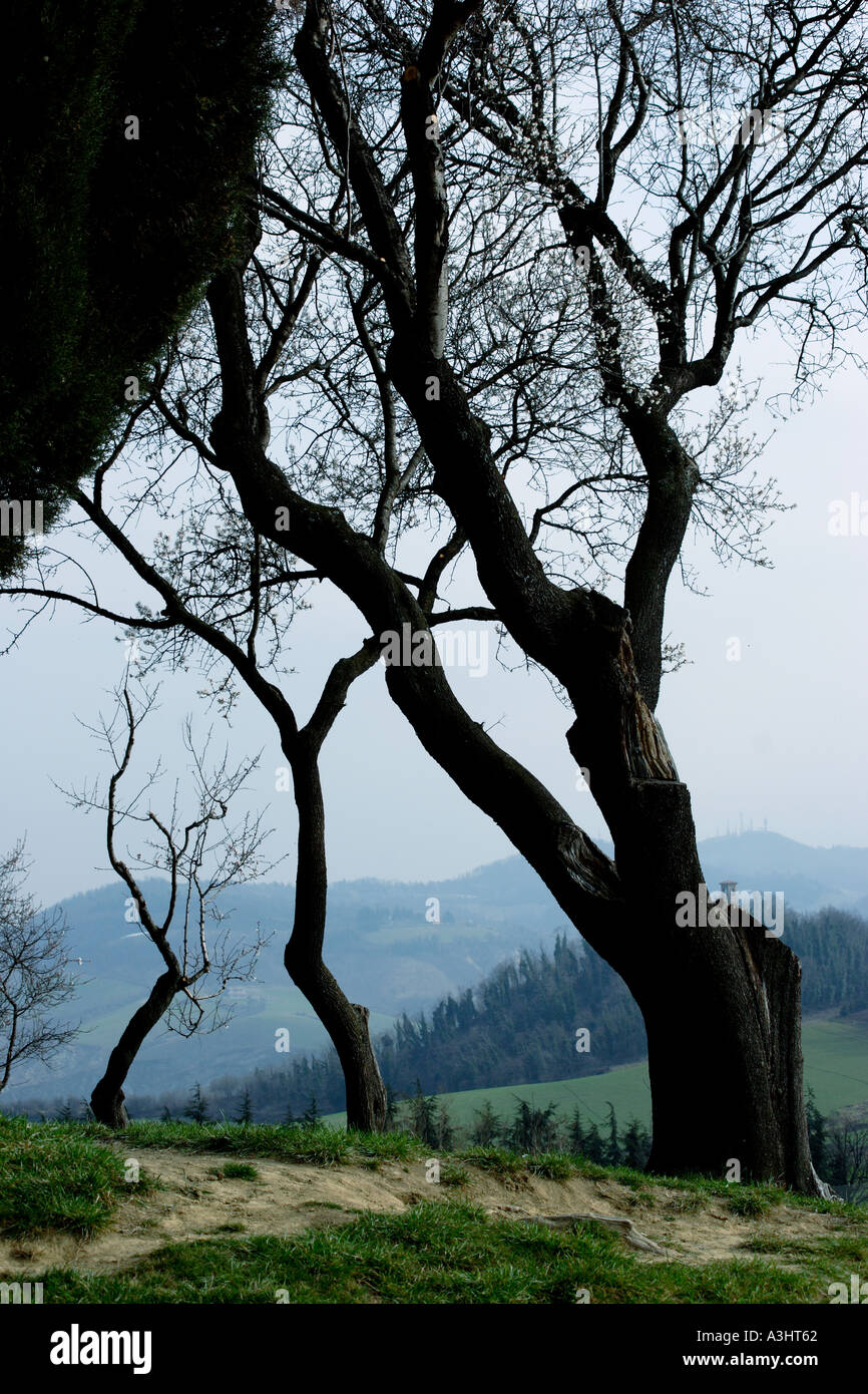 close up tree Stock Photo - Alamy