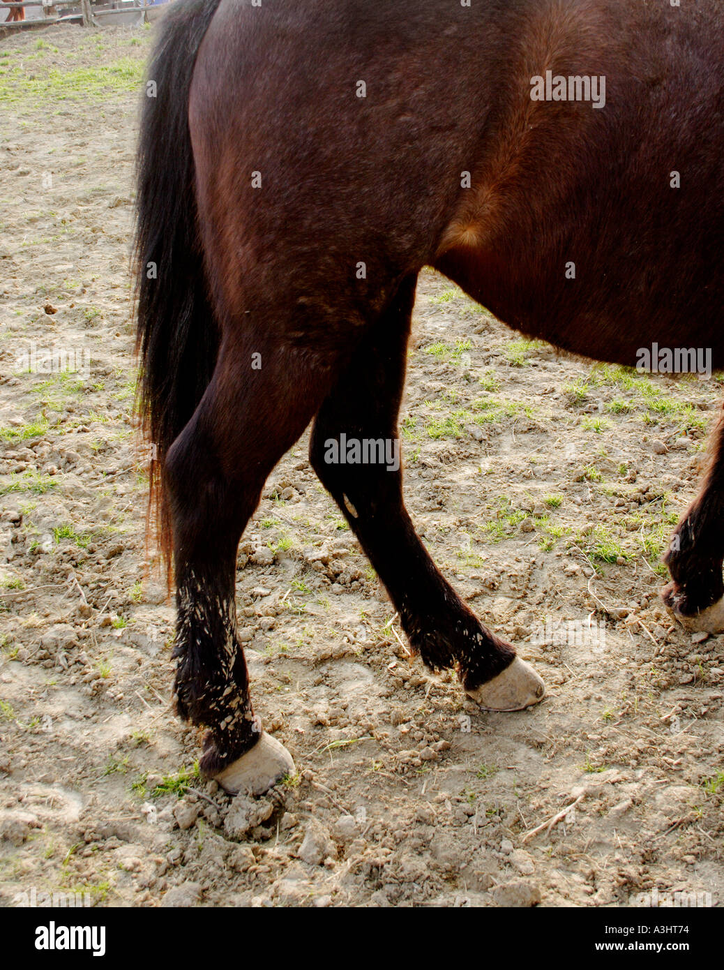 close up paw paws Stock Photo - Alamy