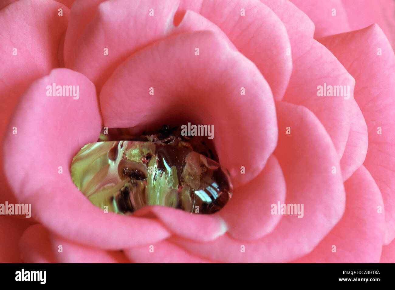 Middle of a rose hi-res stock photography and images - Alamy