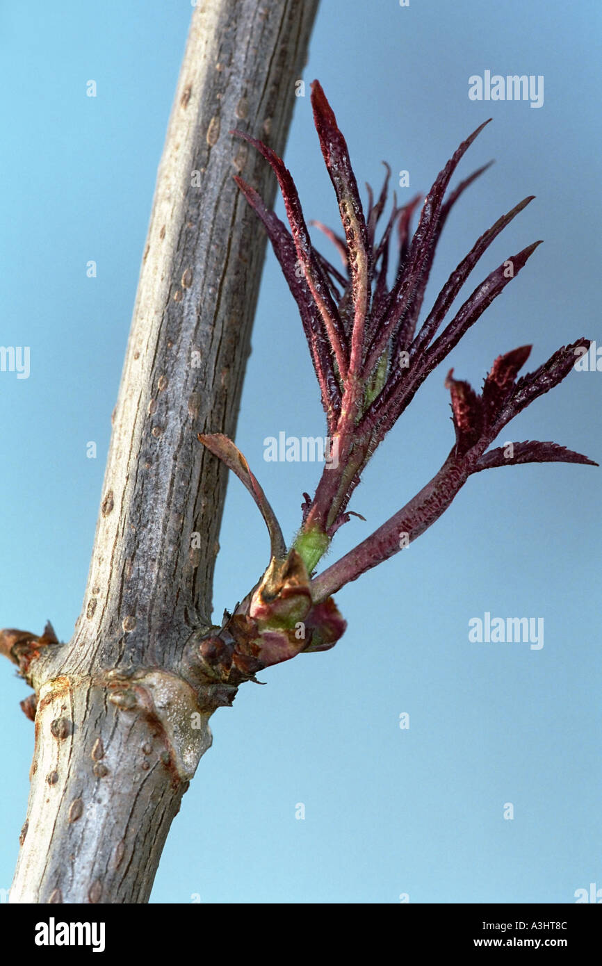 Rising leaves spring hi-res stock photography and images - Alamy