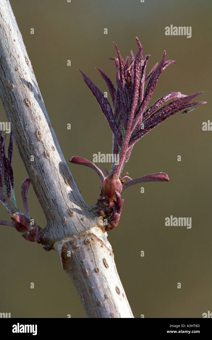 Elder branch sprouting in May Stock Photo - Alamy