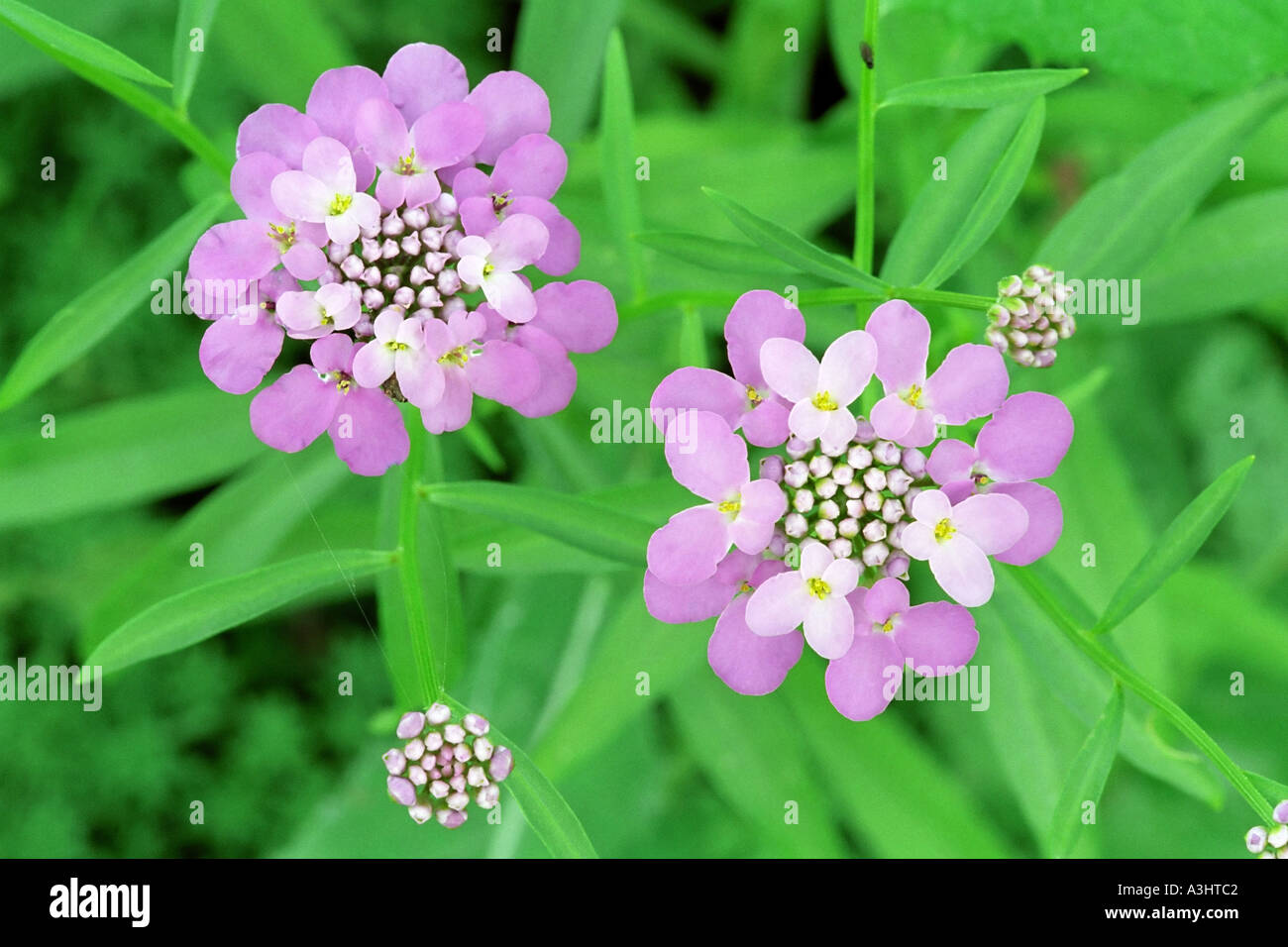 Candytuft iberis hi-res stock photography and images - Alamy