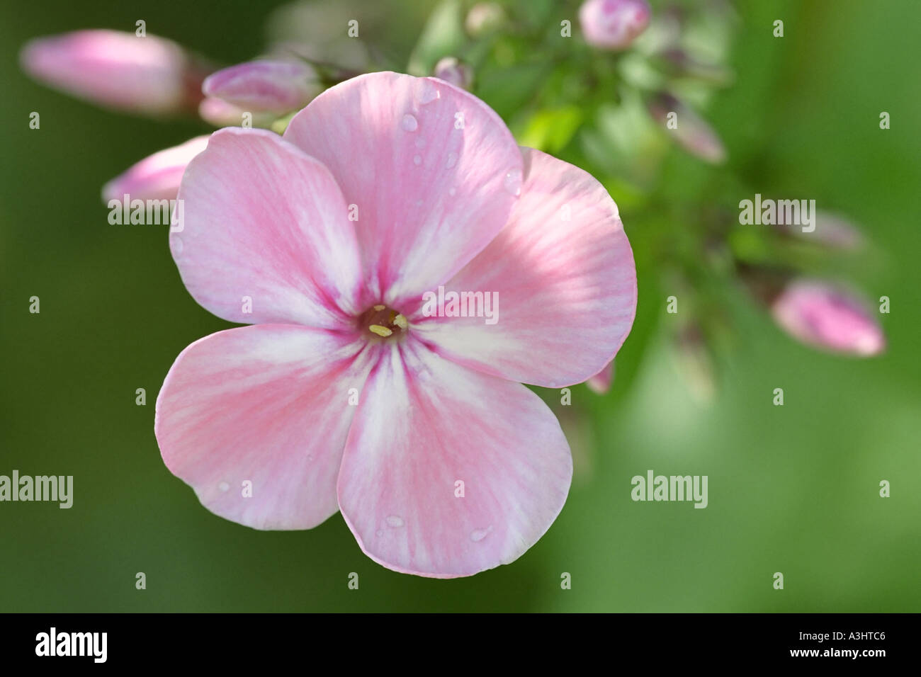 Pink phlox flower close up. Scientific name: Phlox paniculata Stock ...