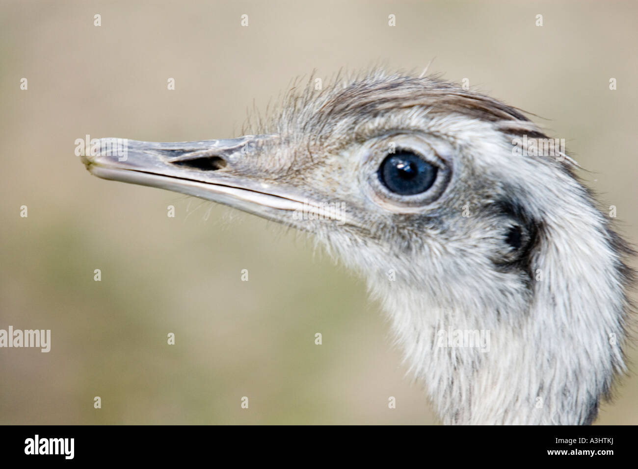 Emu head close-up Stock Photo - Alamy