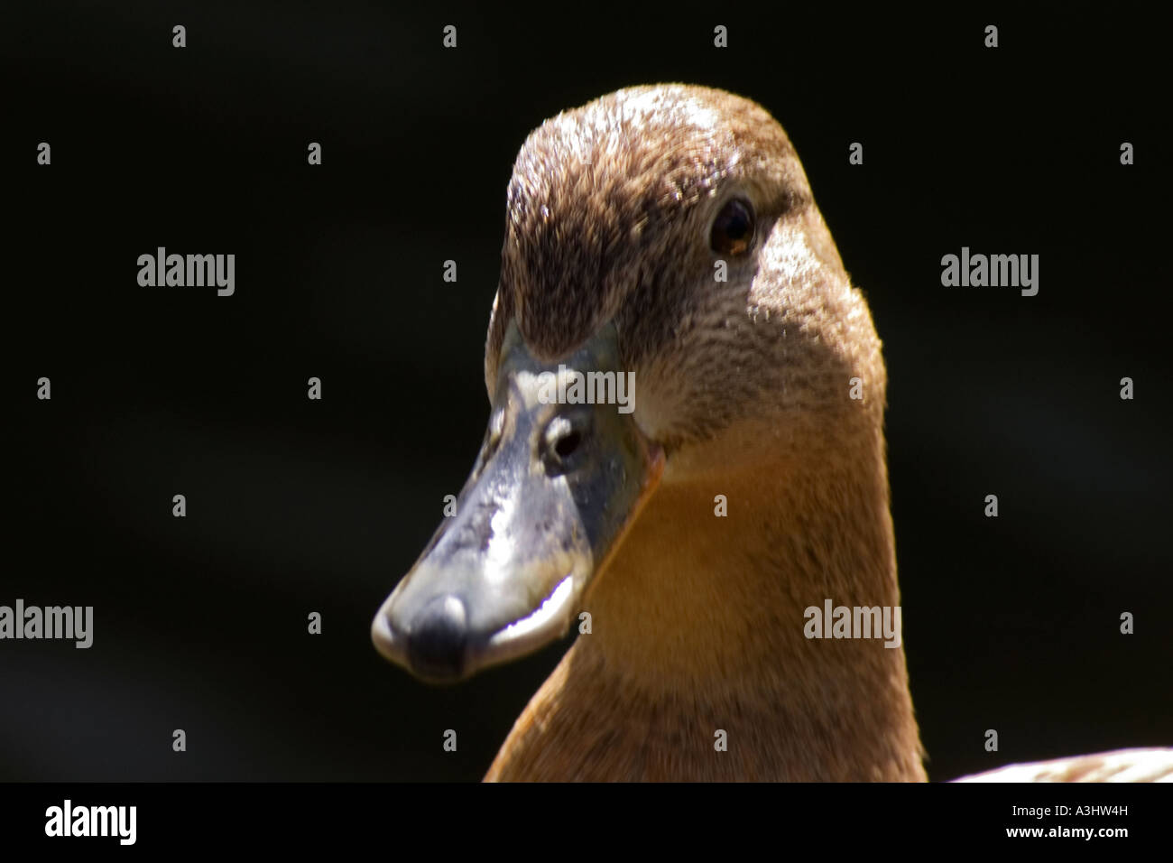 head study Duck on a black bagground Stock Photo - Alamy