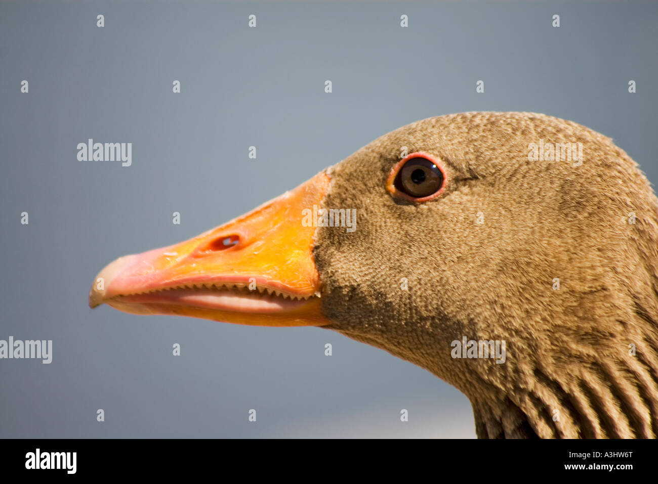 Greylag Goose head study Stock Photo - Alamy