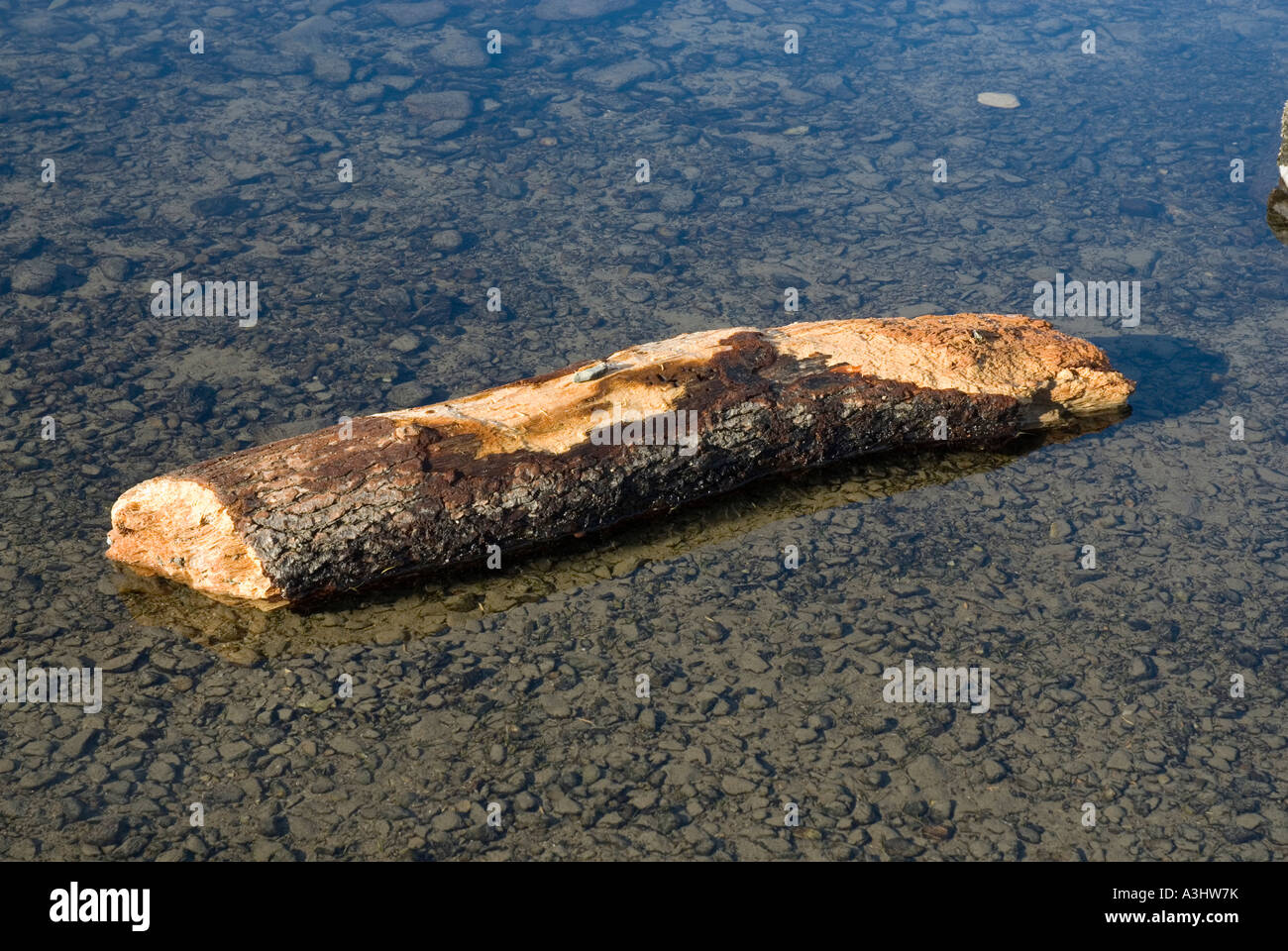 Waterlogged log hi-res stock photography and images - Alamy