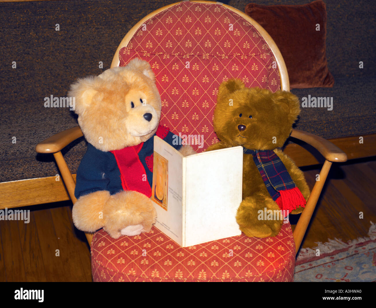Bear Reading High Resolution Stock Photography and Images - Alamy