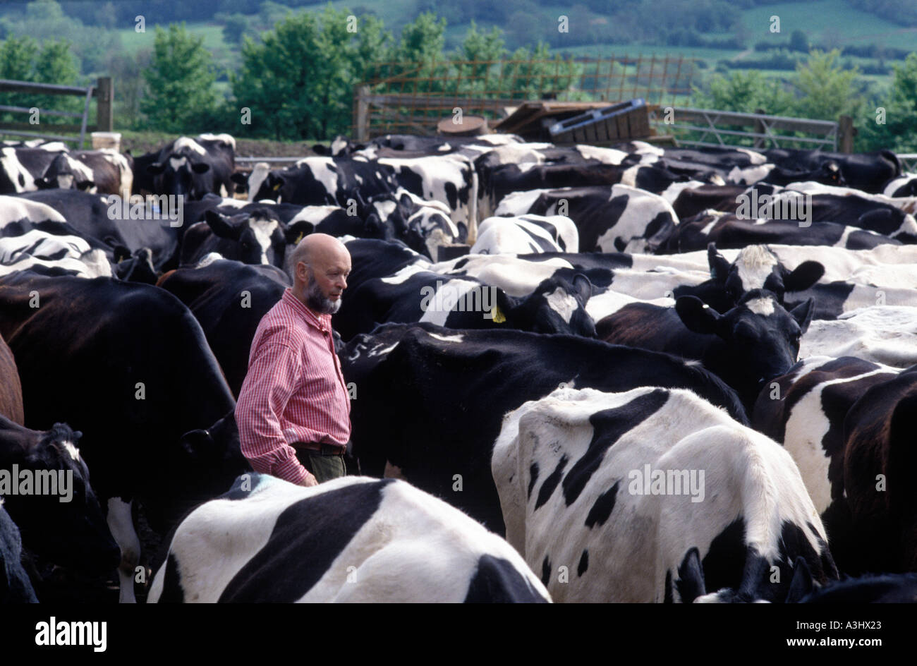 Michael Eavis on his diary farm with his cows Glastonbury festival ...