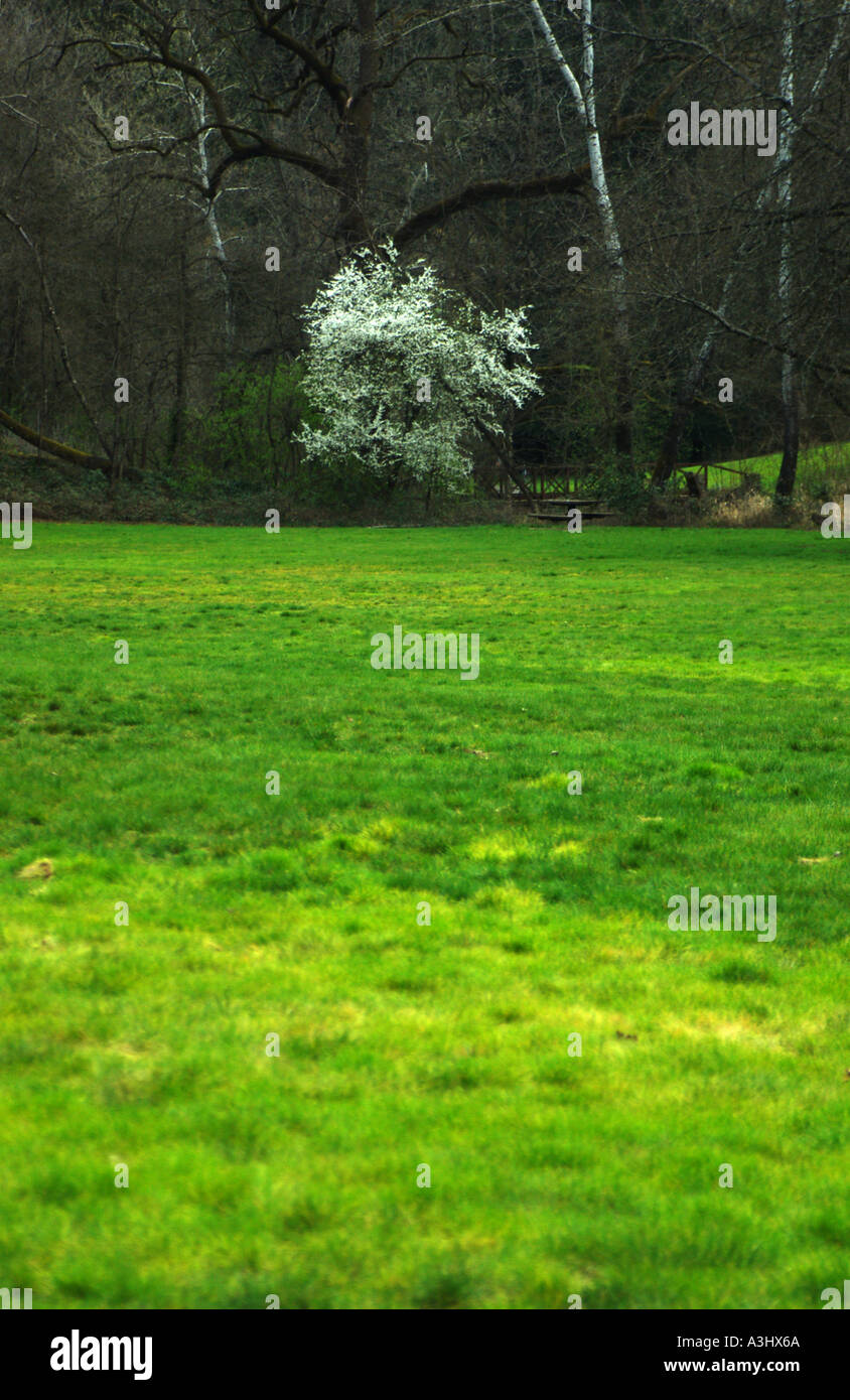 blooming fruit tree and field Stock Photo - Alamy