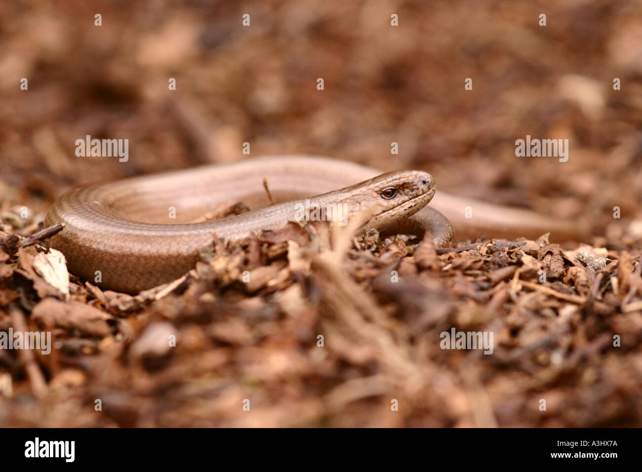 Anguidae hi-res stock photography and images - Alamy