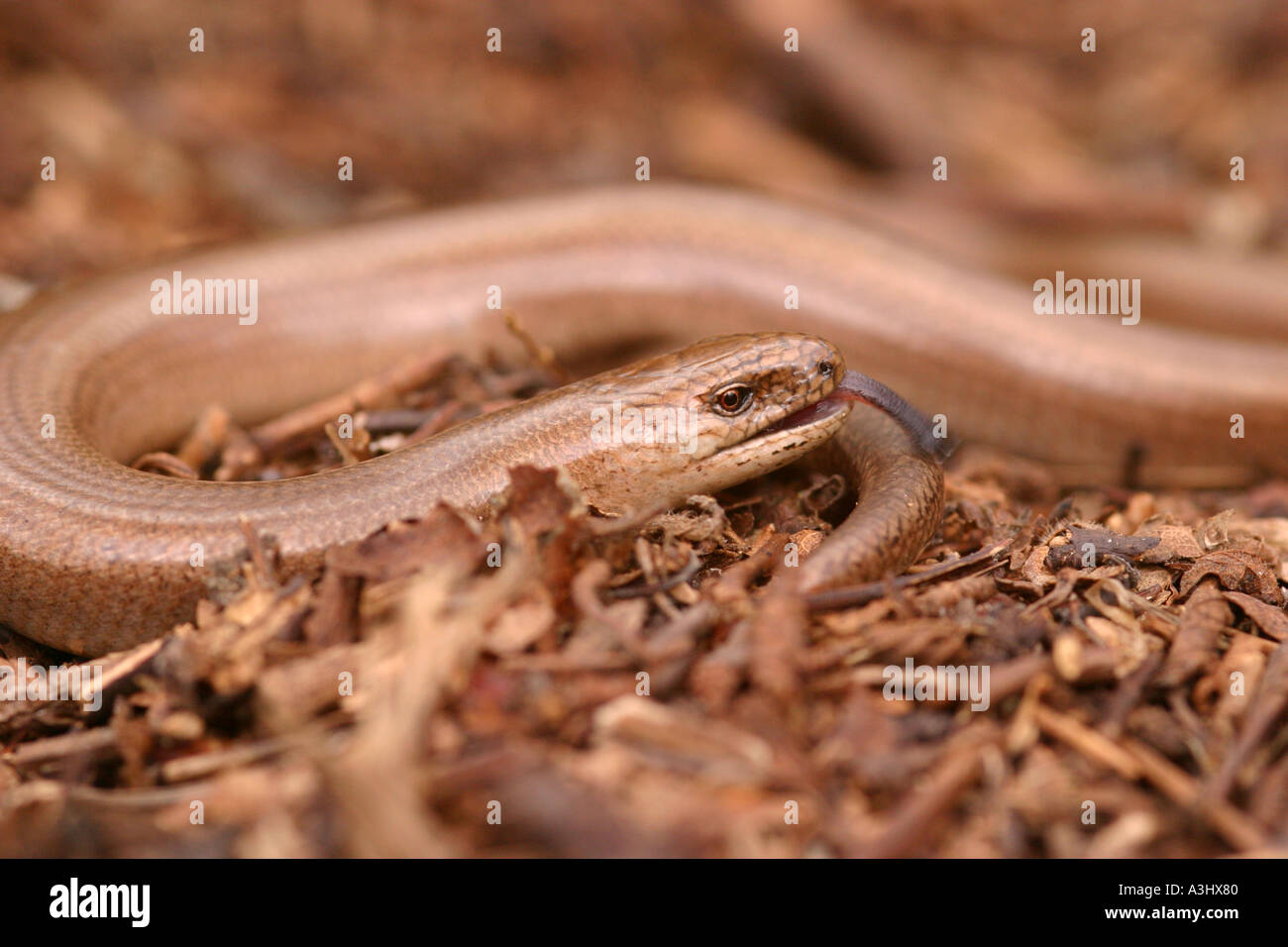 Slow Worm Anguidae Anguis fragilis Stock Photo - Alamy