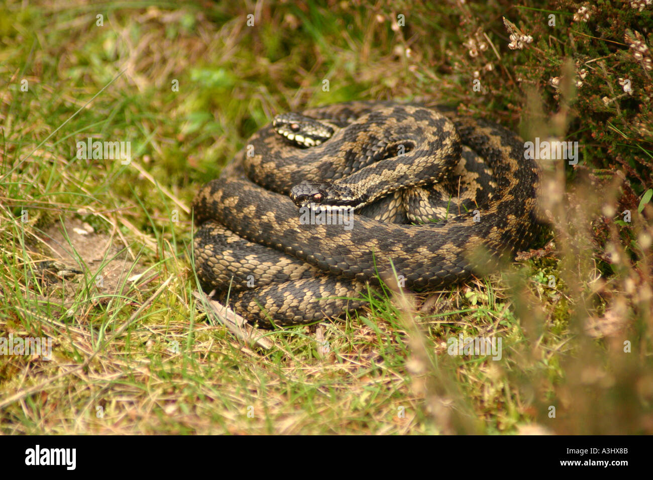 Adder scotland hi-res stock photography and images - Alamy
