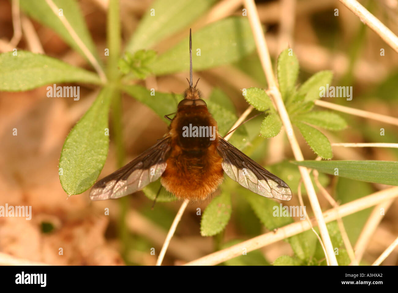 Bombylius hi-res stock photography and images - Alamy