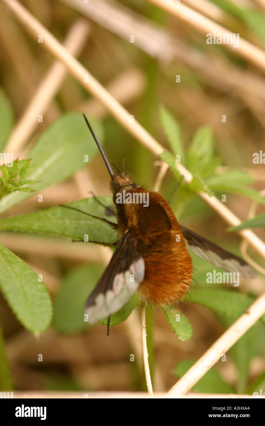 Bee Fly bombyliidae bombylius major Stock Photo - Alamy