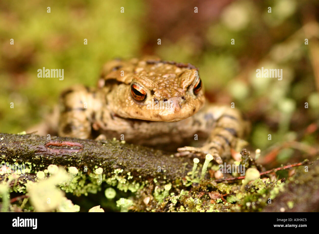 Common Frog Ranidae rana temporaria Stock Photo - Alamy