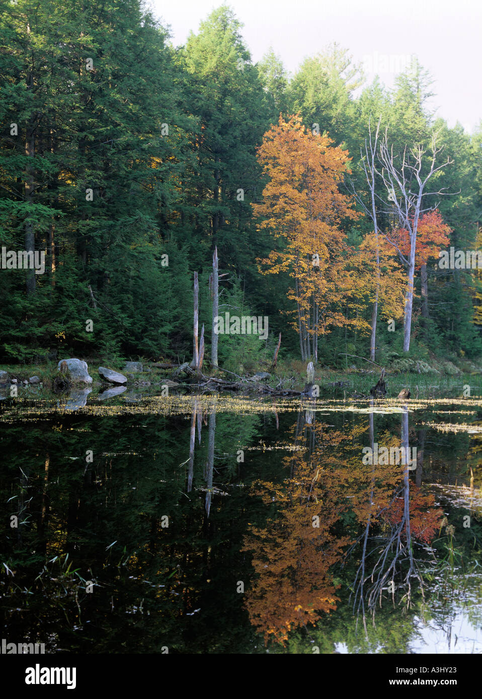 Reflections of Autumn Colors in a small New Hampshire pond located in ...