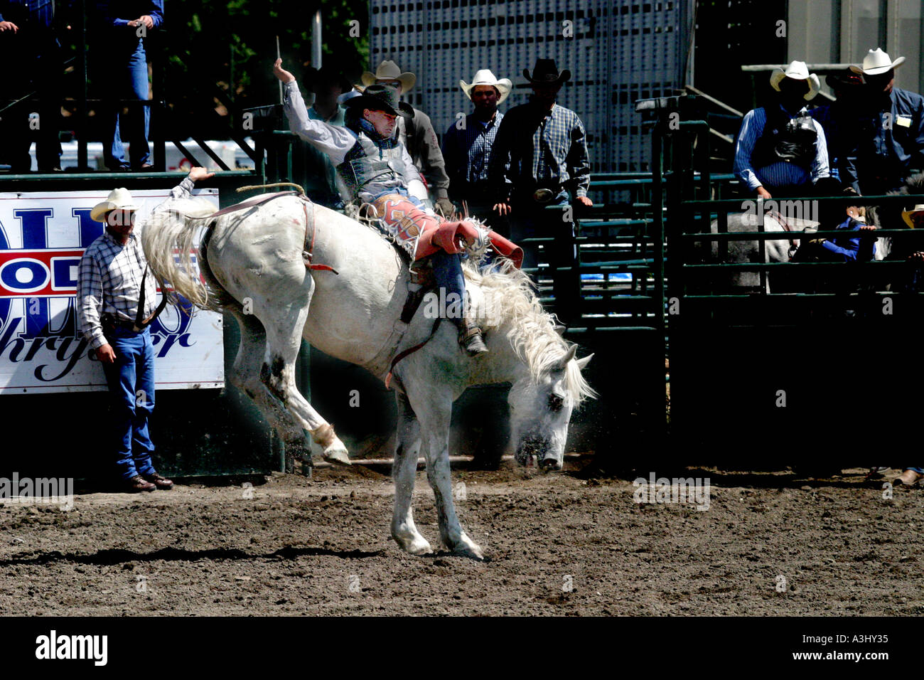 Rodeo Alberta Canada Bronco Riding Stock Photo - Alamy