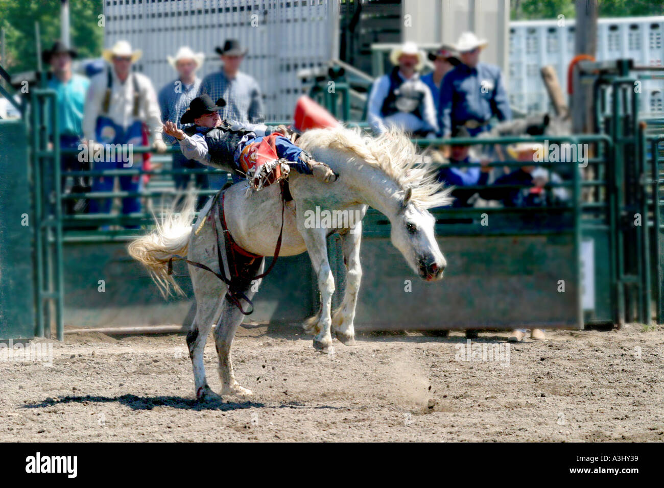 Rodeo Alberta Canada Bronco Riding Stock Photo - Alamy