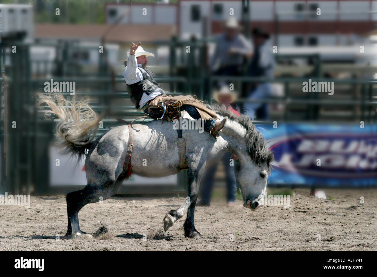 Rodeo Alberta Canada Bronco Riding Stock Photo - Alamy