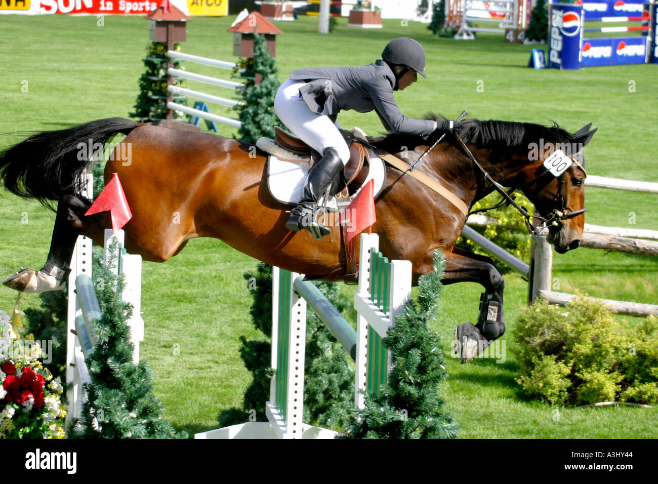 HORSES SHOW JUMPING Stock Photo - Alamy