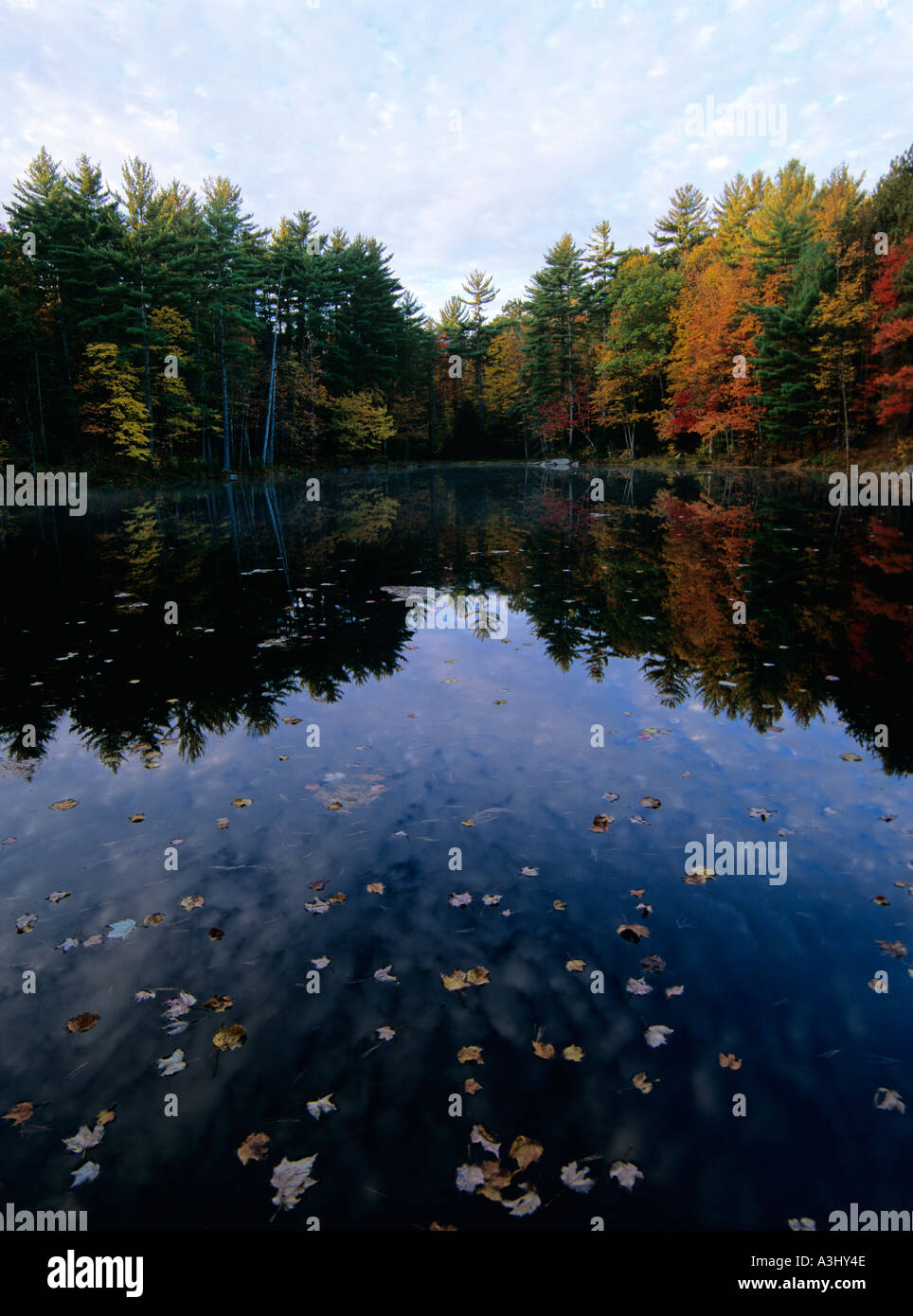Reflections of Autumn Colors in a small New Hampshire pond located in ...