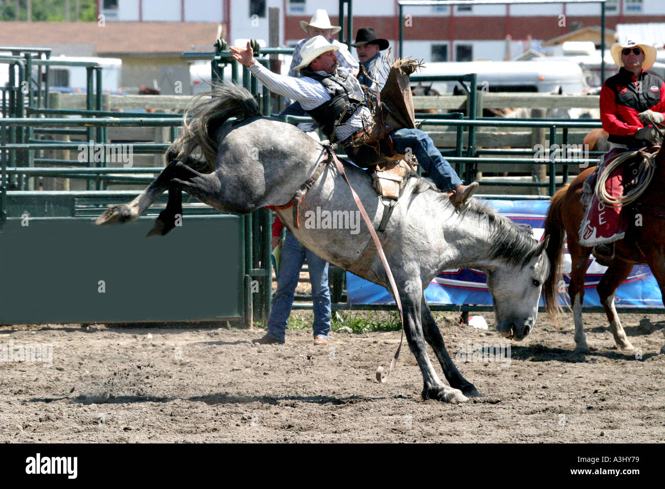 Rodeo Calgary Stampede Alberta Canada Bronco Riding Stock Photo - Alamy