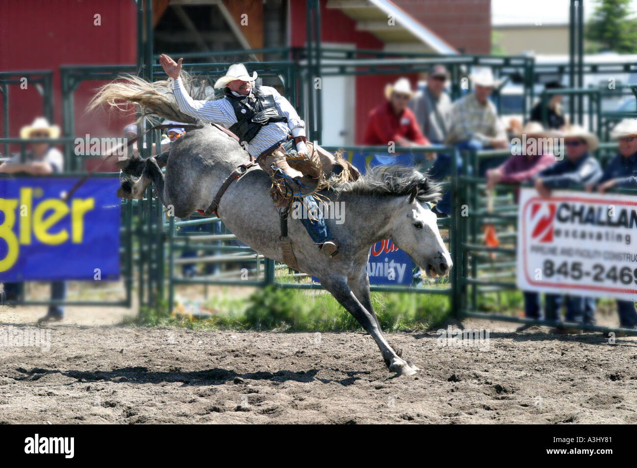 Rodeo Calgary Stampede Alberta Canada Bronco Riding Stock Photo - Alamy