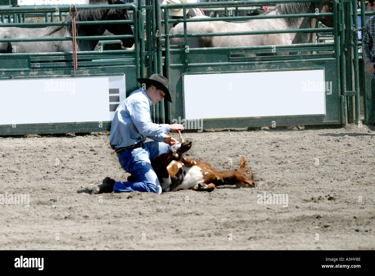 Rodeo Alberta Canada Calf roping ; tie down event Stock Photo - Alamy