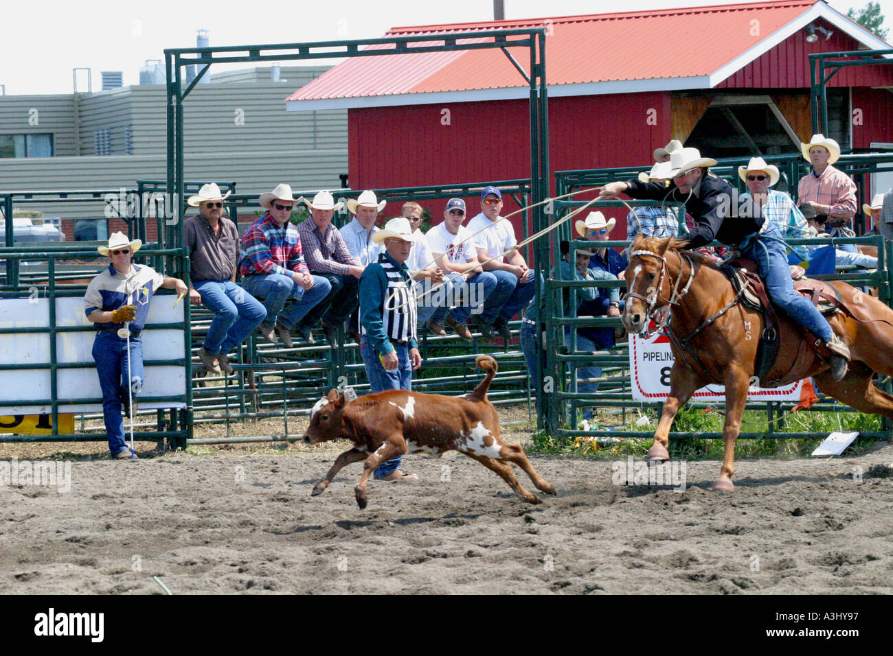 Rodeo Alberta Canada Calf roping ; tie down event Stock Photo - Alamy