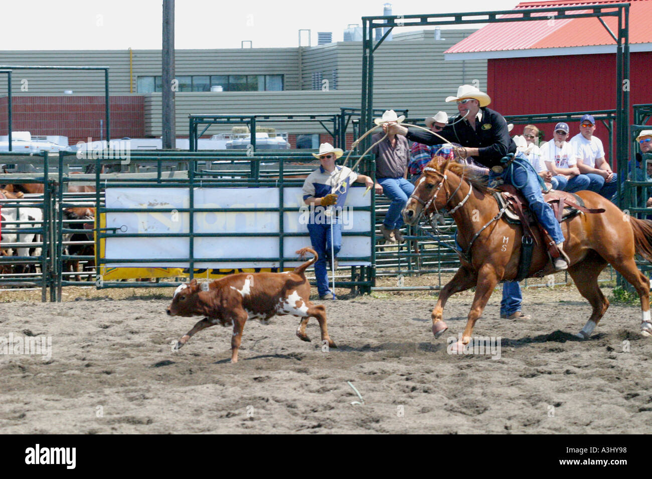 Rodeo Alberta Canada Calf roping ; tie down event Stock Photo - Alamy