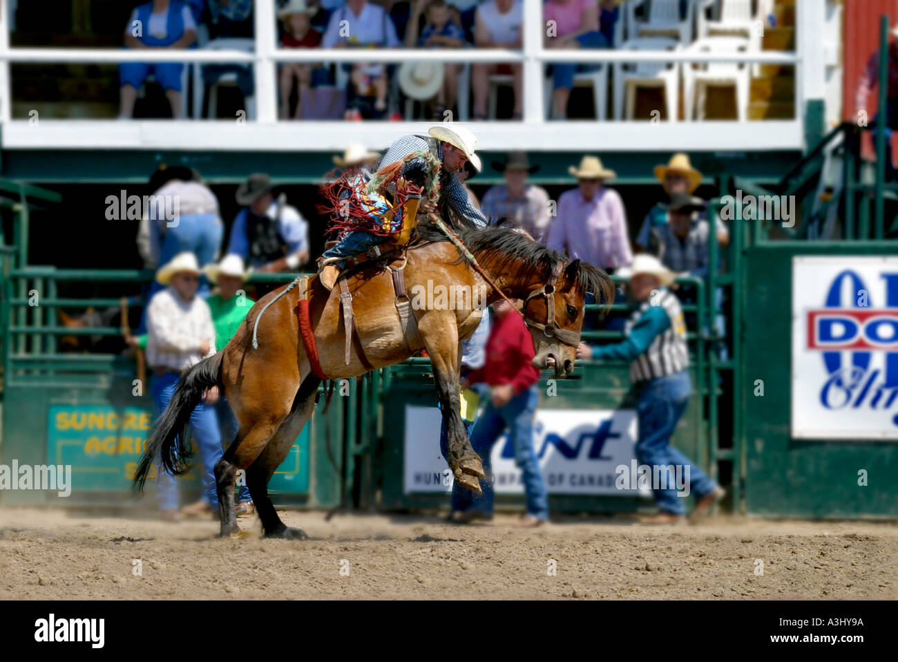 Rodeo Alberta Canada Bronco Riding Stock Photo - Alamy