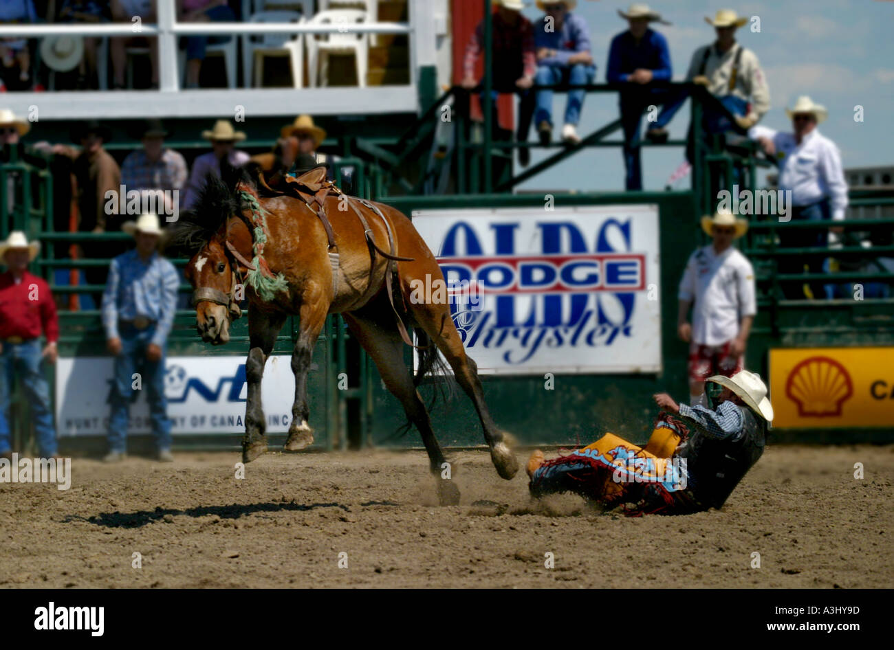 Rodeo Alberta Canada Bronco Riding Stock Photo - Alamy