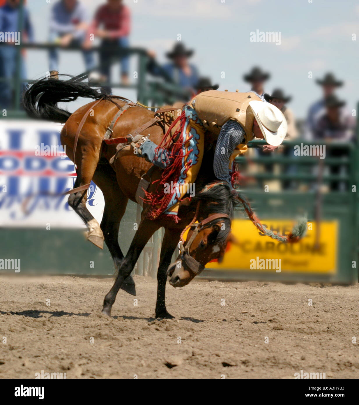Rodeo Alberta Canada Bronco Riding Stock Photo - Alamy