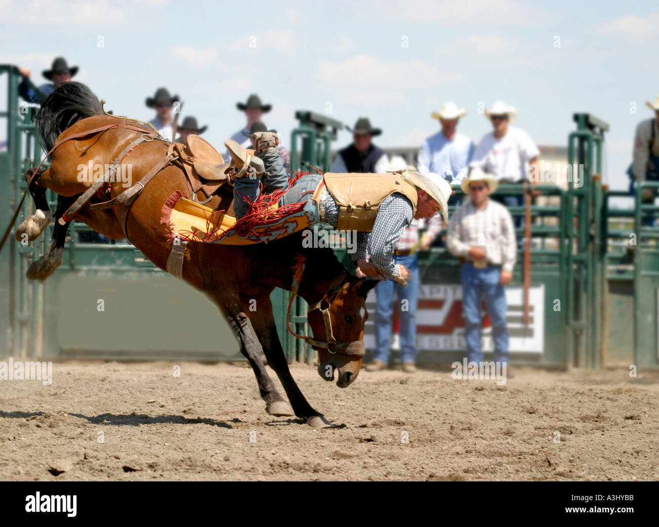 Rodeo Alberta Canada Bronco Riding Stock Photo - Alamy