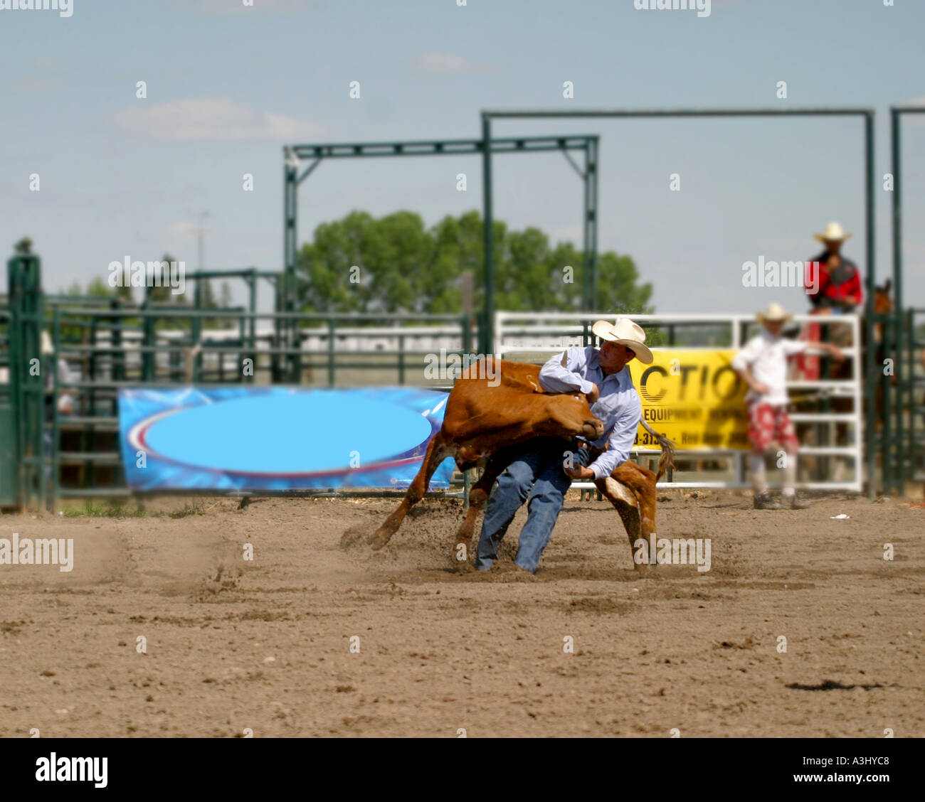 Rodeo Alberta Canada Steer Wrestling Stock Photo - Alamy