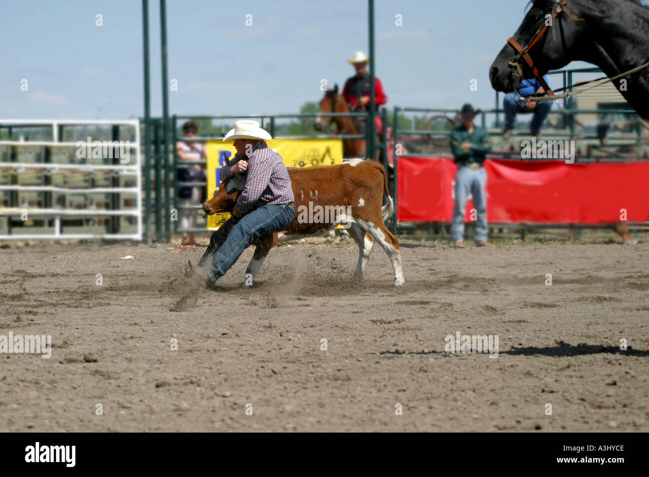 Rodeo Alberta Canada Steer Wrestling Stock Photo - Alamy
