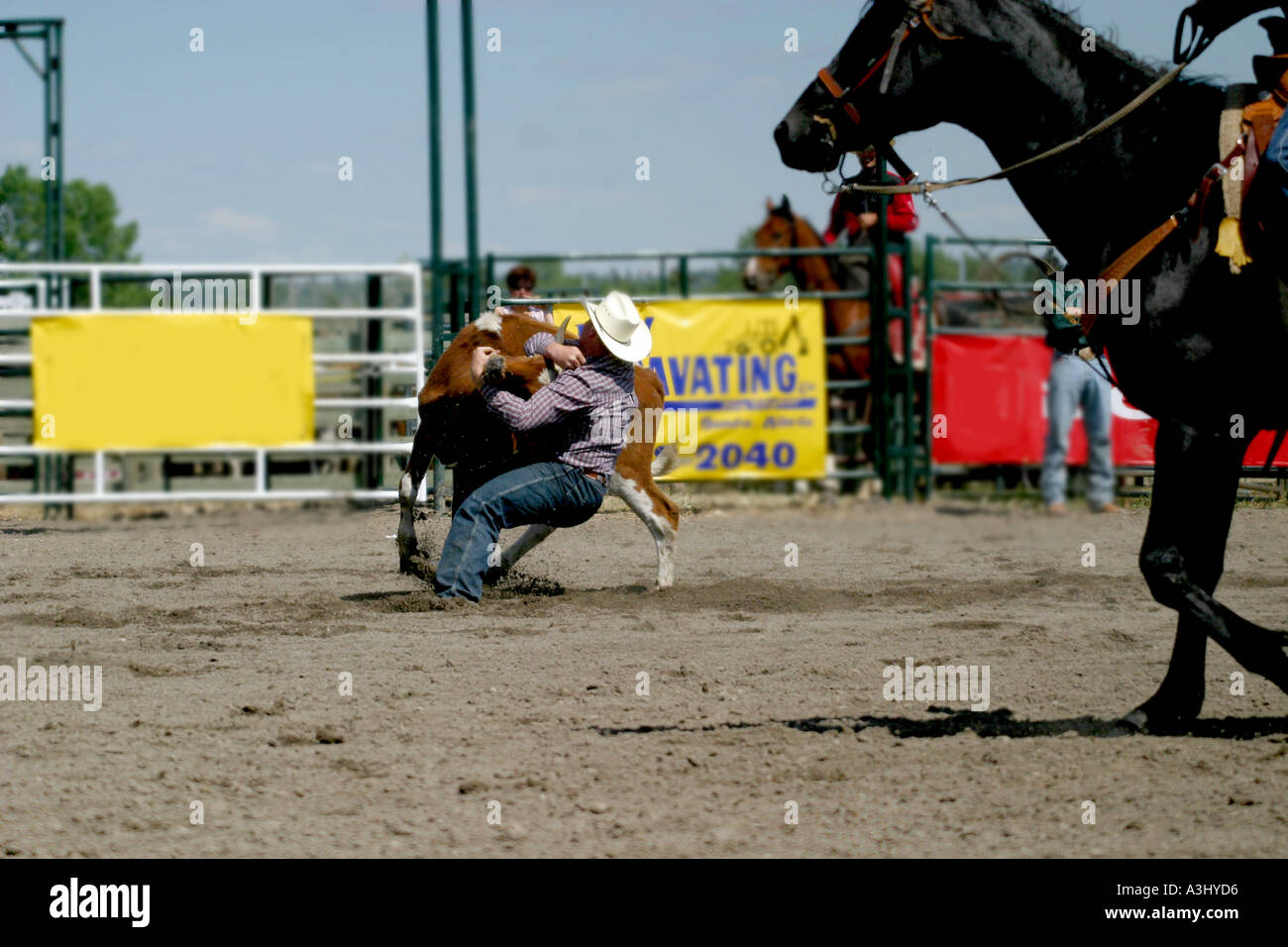 Rodeo Alberta Canada Steer Wrestling Stock Photo - Alamy