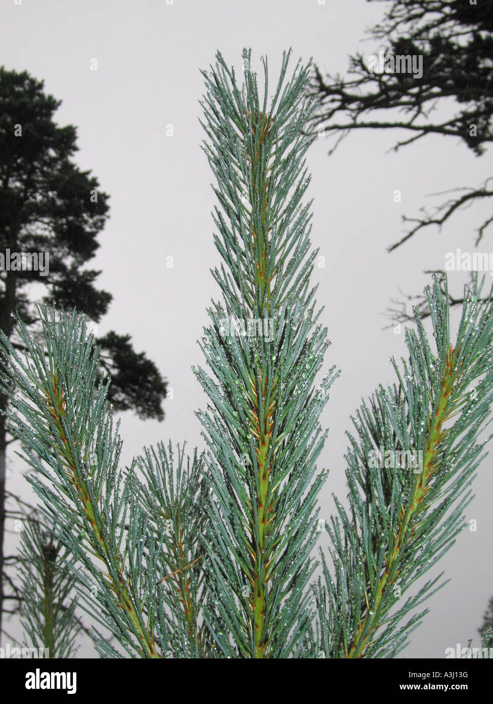 Scottish fir tree hi-res stock photography and images - Alamy