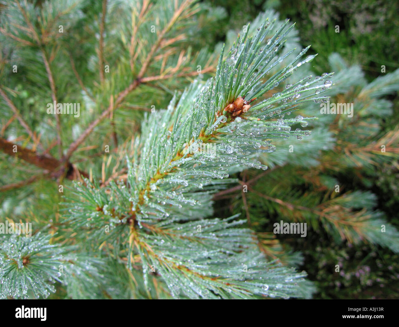 Scottish fir tree hi-res stock photography and images - Alamy