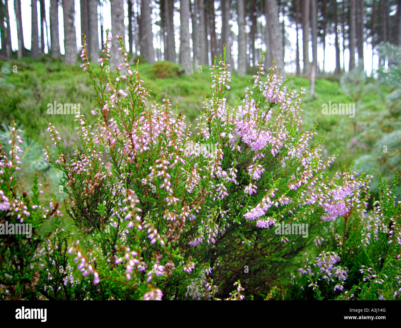 Heather wood tradition hi-res stock photography and images - Alamy