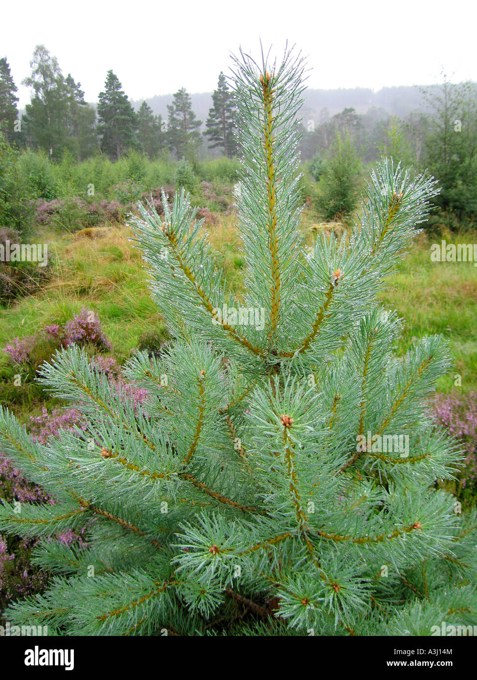 Scottish Fir Tree High Resolution Stock Photography and Images - Alamy