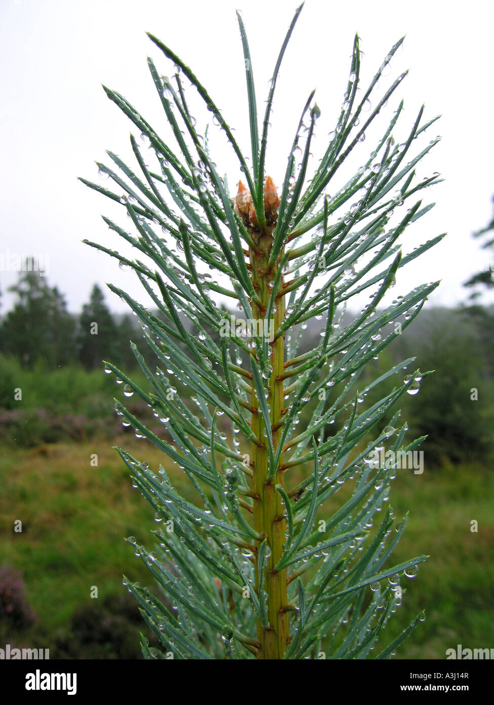 Scottish fir tree hi-res stock photography and images - Alamy