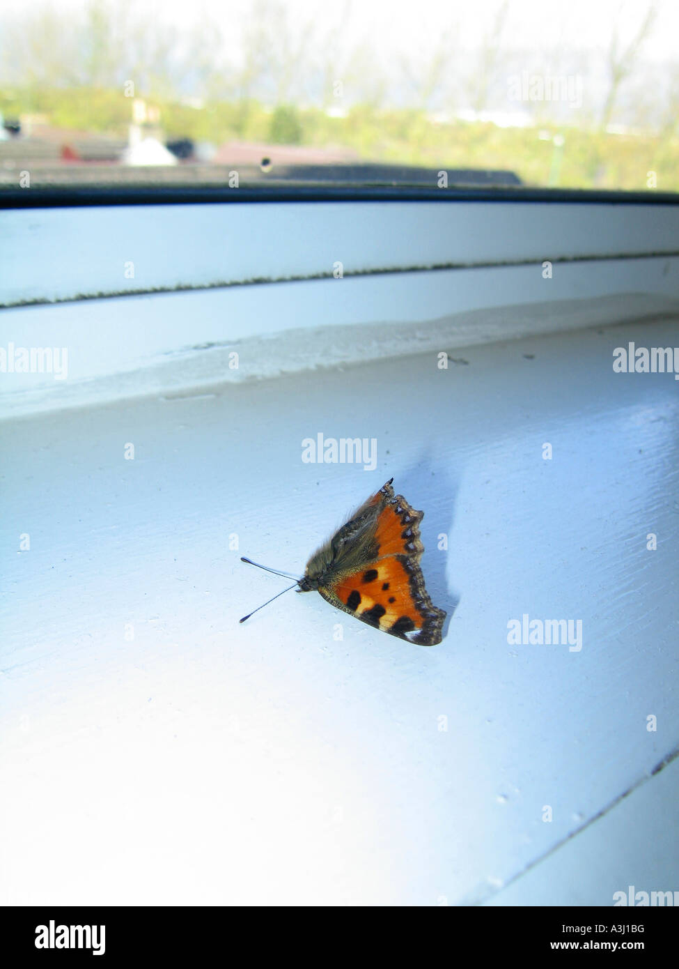 Dead butterfly hi-res stock photography and images - Alamy