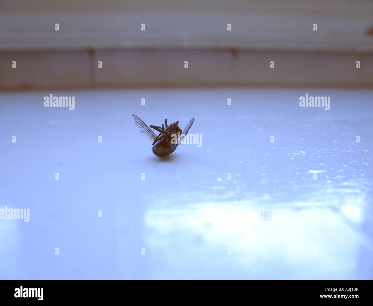 Dead fly lying on windowsill Stock Photo - Alamy