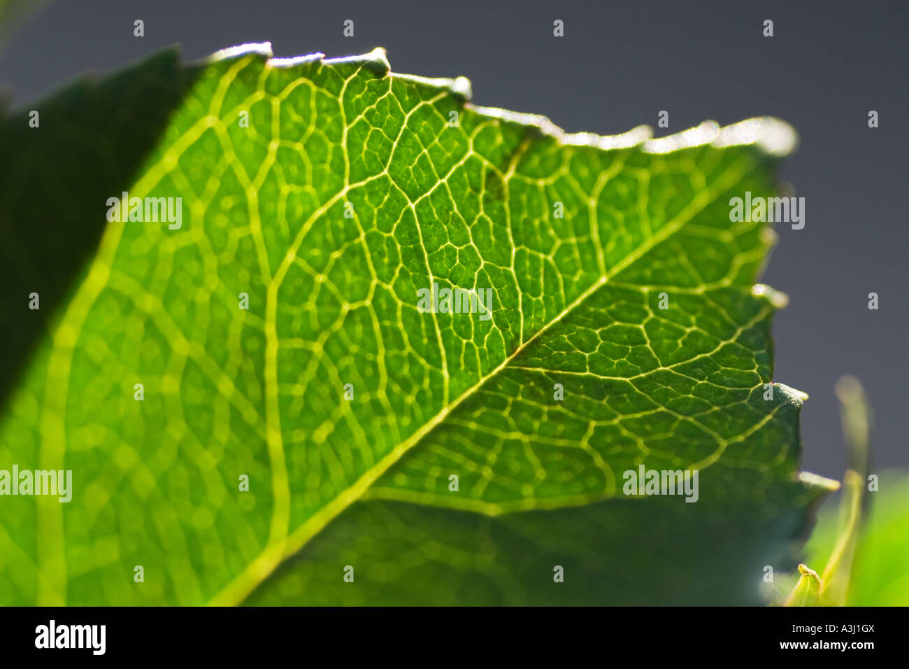 Leaf serrated edge hi-res stock photography and images - Alamy